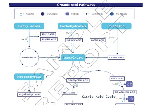 NutriStat Complete Profile