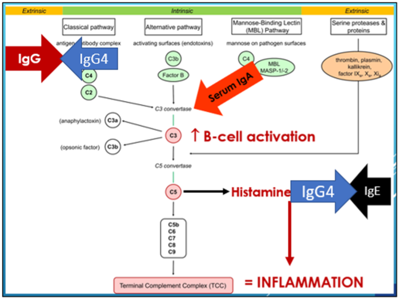 Top 3 Considerations During Pediatric Ig Antibody Testing